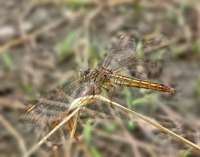 Dragonfly Golden Colour, Arial Hunter, Devil`s Arrow, Suborder ...