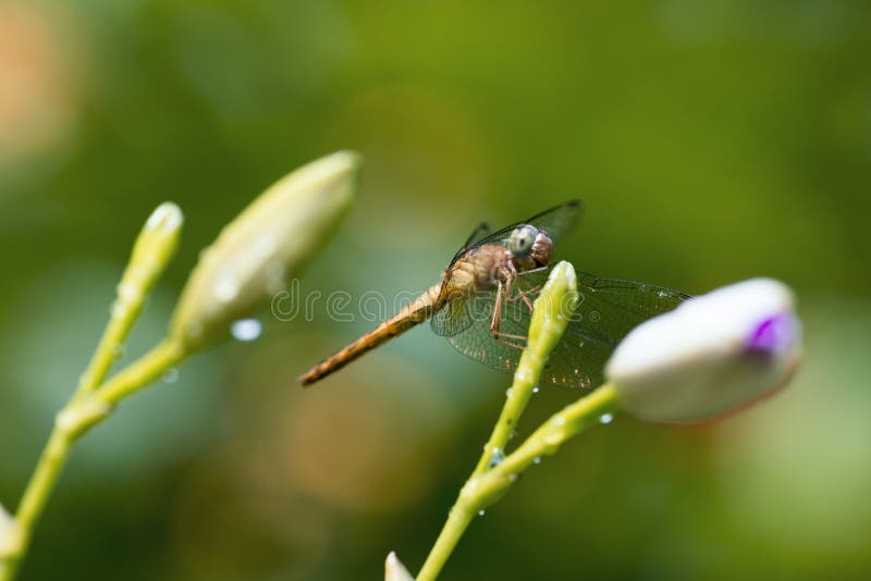 Dragon Fly on Green Background Stock Photo - Image of insect, damselfly ...