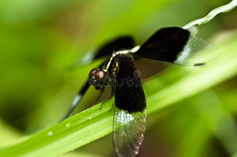 Dragon fly in green nature stock photo. Image of smile - 20257554
