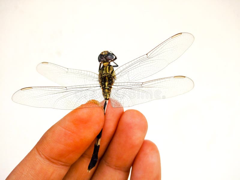 Dragon fly on hand stock photo. Image of dragonfly, hand - 100343454