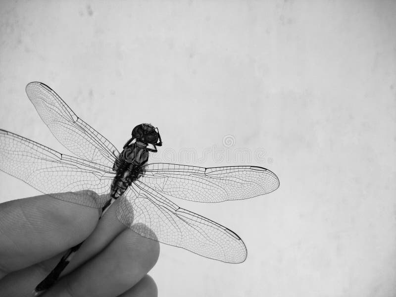 Dragon fly on hand stock photo. Image of wing, monochrome - 100343682