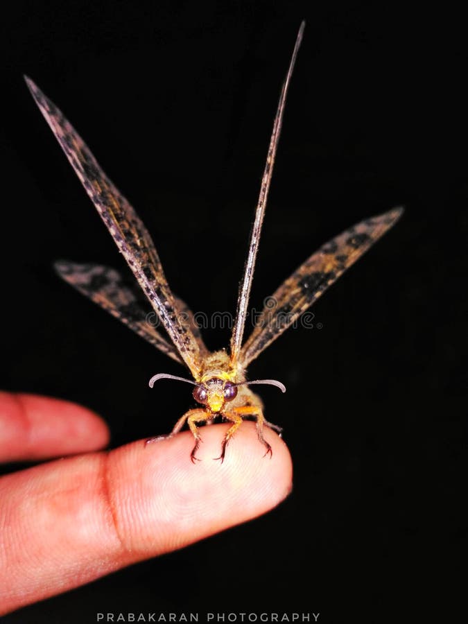 Dragon fly in Hand stock photo. Image of hand, dragon - 162572022