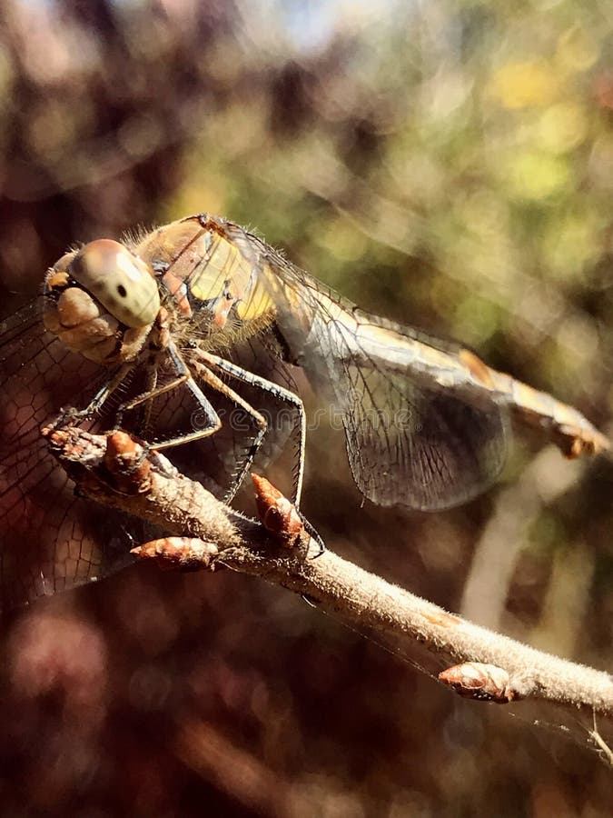Dragon Fly is an Insect with Colorfull Wings Stock Photo - Image of ...