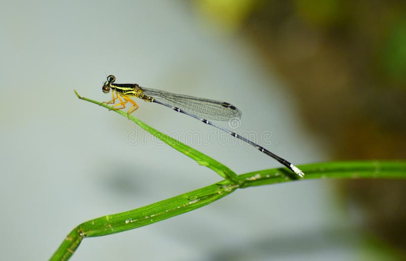 Dragon fly stock photo. Image of green, dragon, insect - 119879928