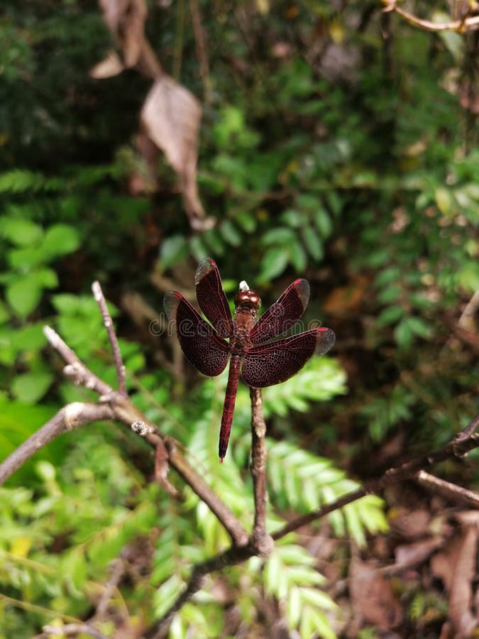Dragon Fly Insect Wing Plants Stock Photo - Image of plants, insect ...