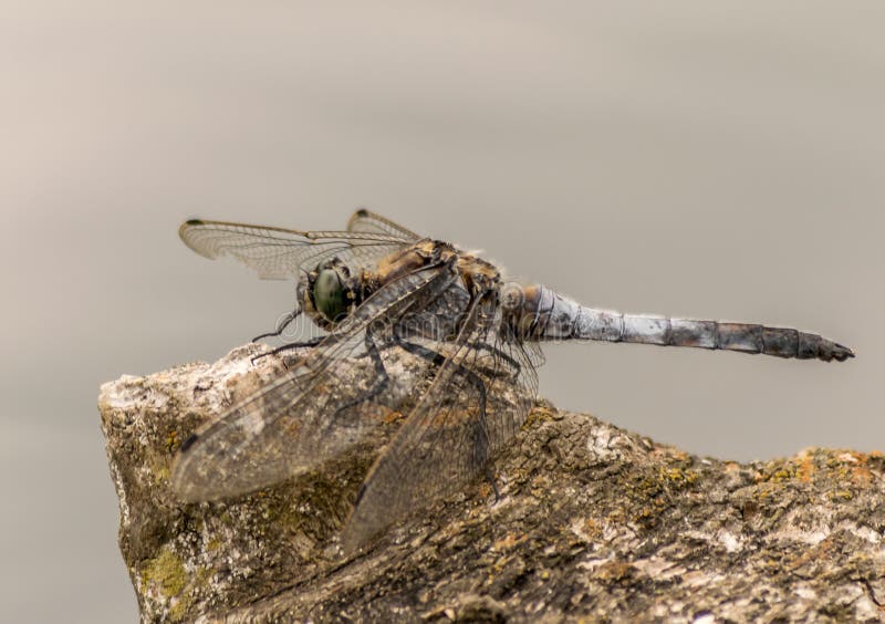 Dragon Fly on a Log Near a Lake Stock Photo - Image of wing, insect ...