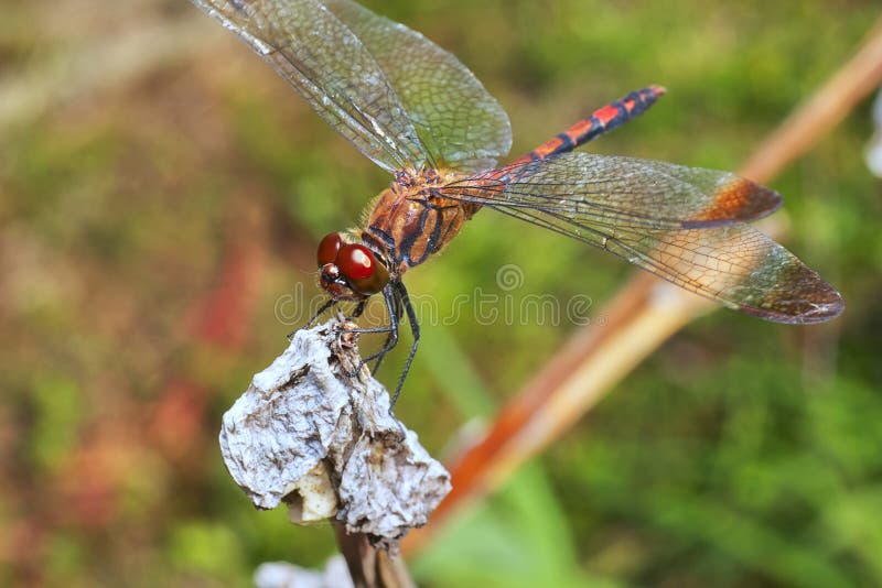 Bug Top Decaying Stock Photos - Free & Royalty-Free Stock Photos from ...