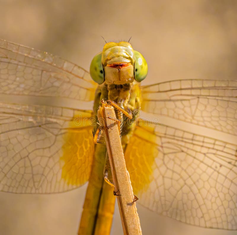 A Dragon Fly with Open Mouth Stock Photo - Image of leaf, wing: 242306074