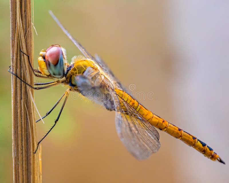 A Dragon Fly in Perpendicular To a Branch Stock Image - Image of plant ...