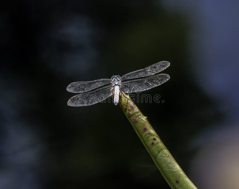 Dragon Fly Pose stock photo. Image of macro, black, closeup - 103556708