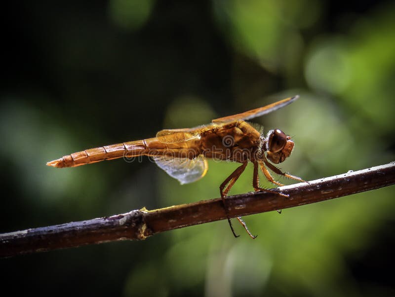 Dragon Fly Pose stock photo. Image of color, colorful - 103556914