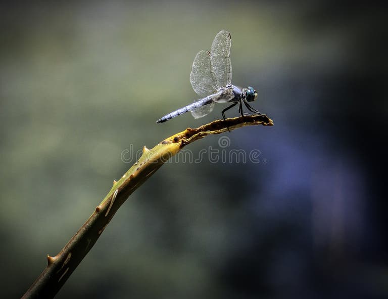 Dragon Fly Pose stock image. Image of buckskinman, eyes - 103556987