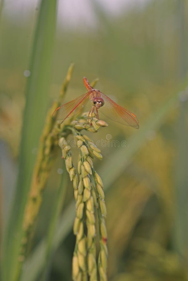 Dragon Fly,a Predator in Rice Field Stock Image - Image of dragonfly ...