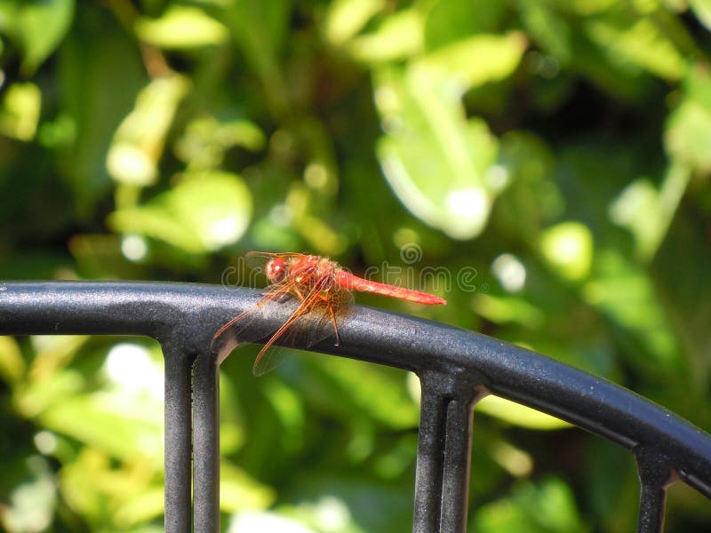 Dragon Fly stock image. Image of beautiful, insect, dragon - 57194485
