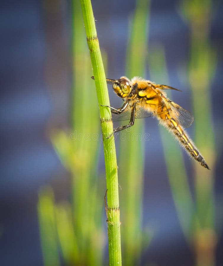 Dragonfly resting stock image. Image of fauna, beautiful - 99282233