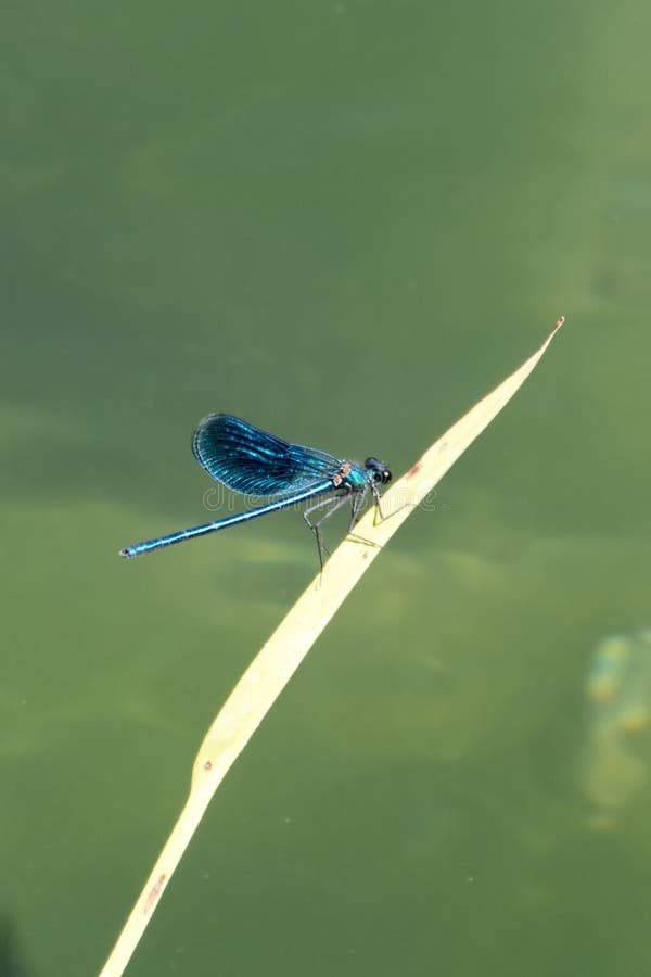 Dragon fly stock image. Image of insect, blue, wing, nature - 97673777