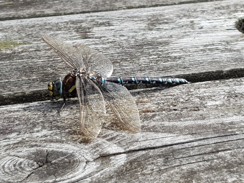 Dragon fly resting stock photo. Image of bench, dragon - 129691926