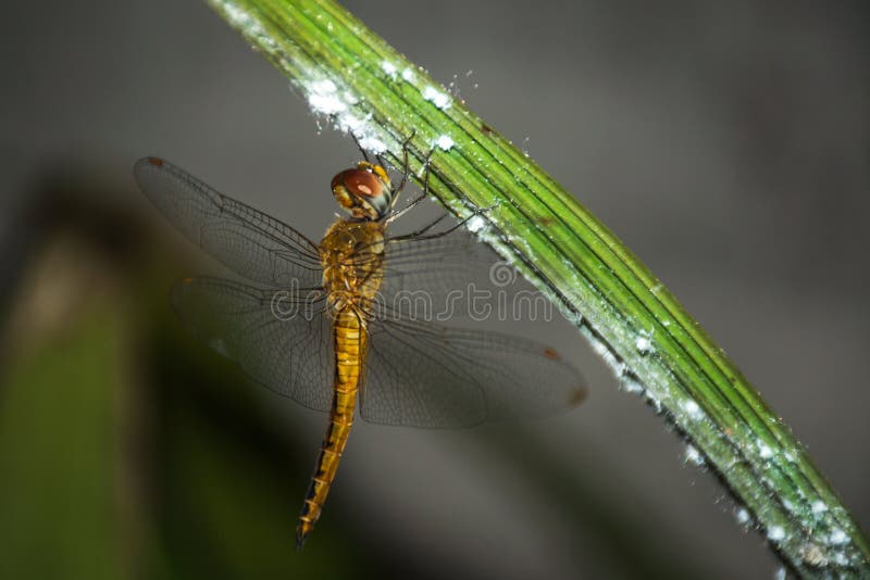 Dragon Fly Resting on Leaf. Stock Photo - Image of color, compound ...