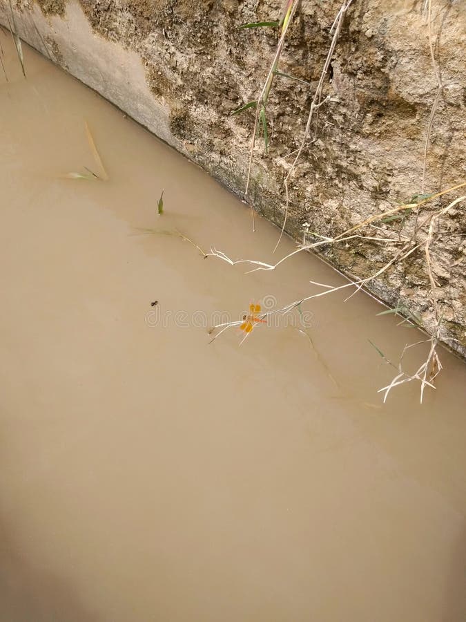 A dragon fly stock photo. Image of stream, resting, dragon - 123304734