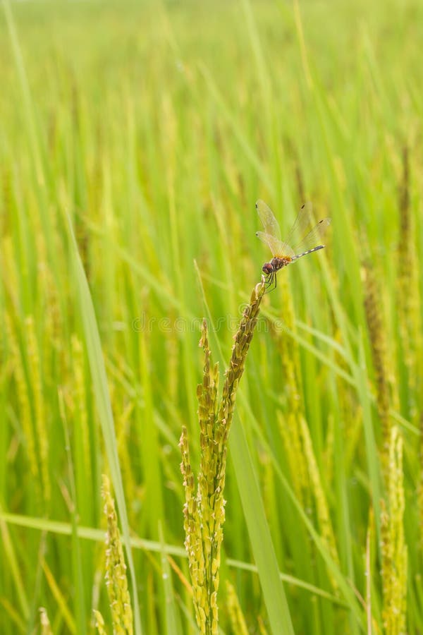 Dragon fly on rice stock photo. Image of botanic, invertebrates - 45672462
