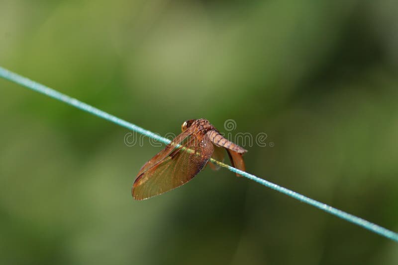 A dragon fly in a rope. stock image. Image of rope, dragon - 202230217