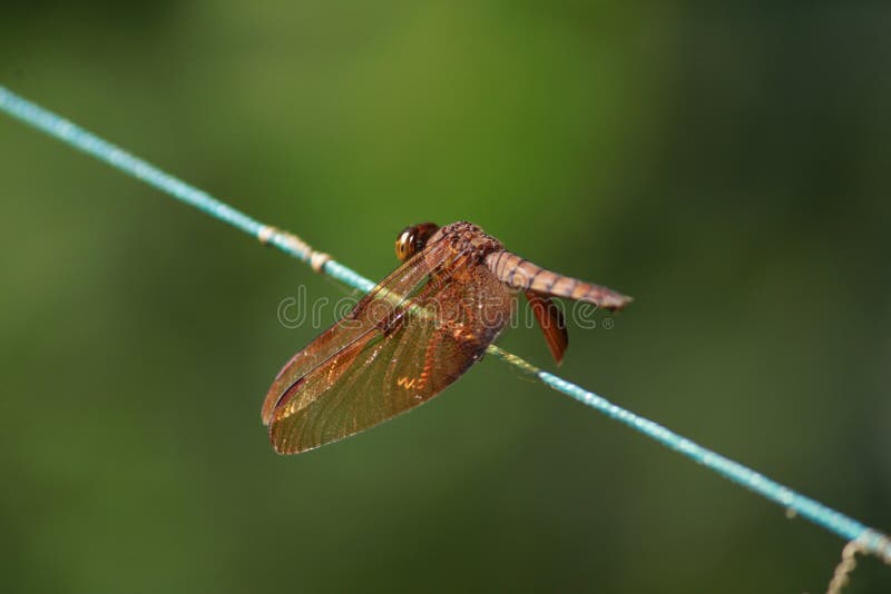 A dragon fly in a rope. stock image. Image of wing, yellow - 202230269