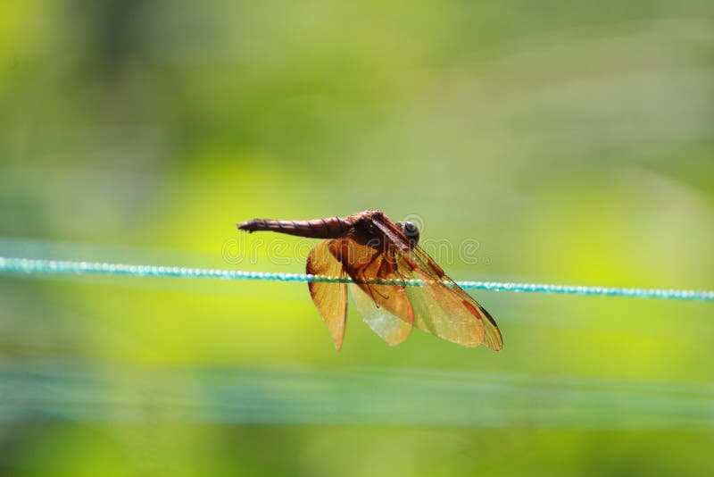 A dragon fly in a rope. stock image. Image of invertebrate - 202230433