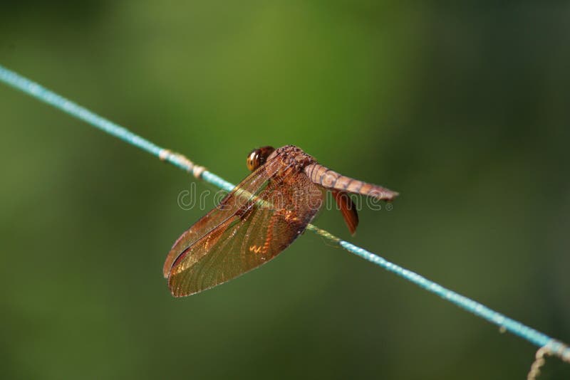 A dragon fly in a rope. stock photo. Image of invertebrate - 202230528