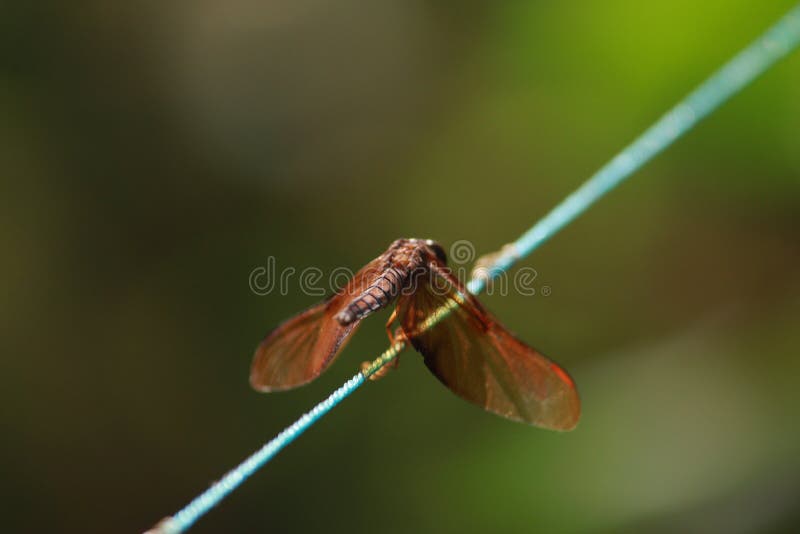 A dragon fly in a rope. stock photo. Image of wing, yellow - 202231636