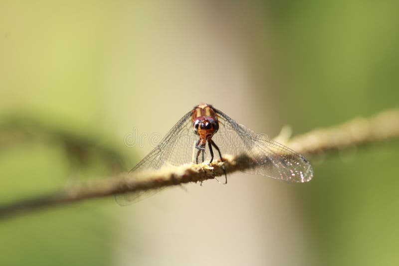 A dragon fly in a rope. stock image. Image of green - 202821887