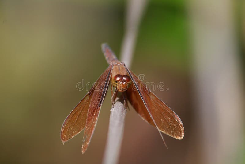 Dragon fly in a rope. stock photo. Image of yellow, wing - 202173648