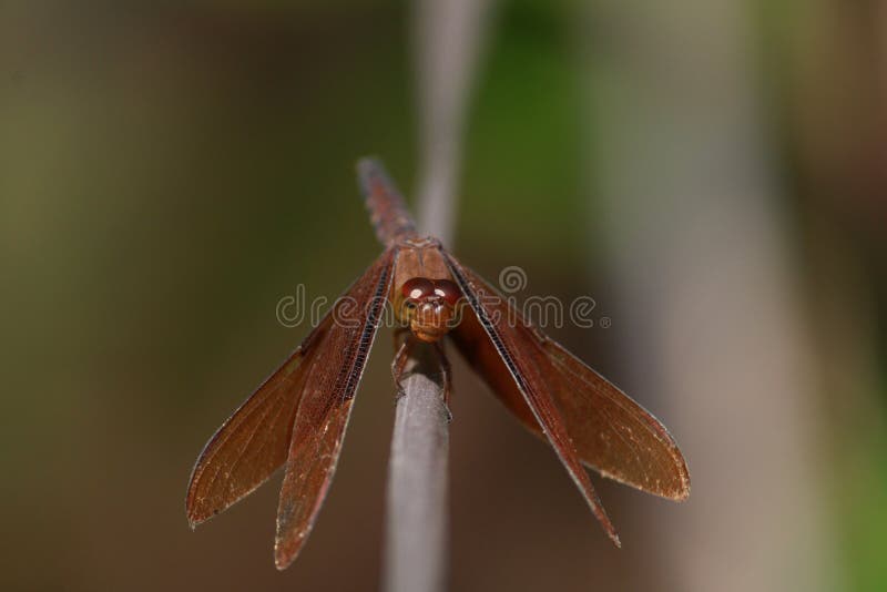 Dragon fly in a rope. stock image. Image of moth, pollinator - 202174039