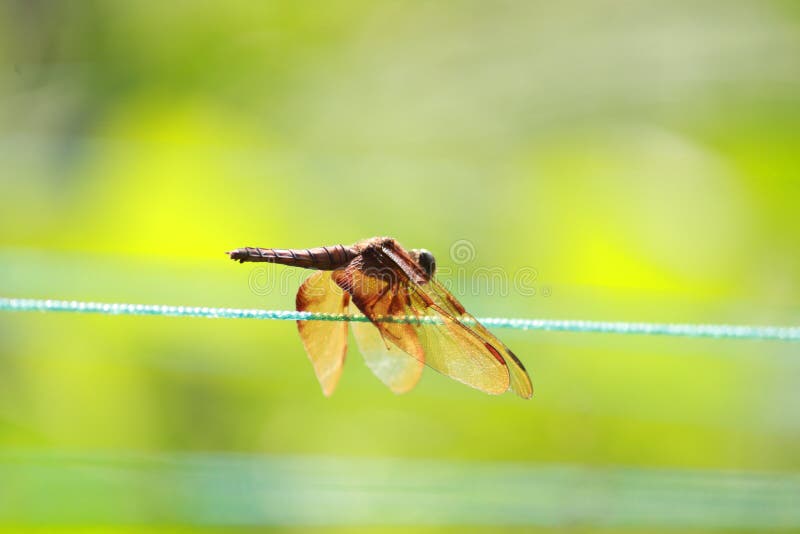 A dragon fly in a rope. stock image. Image of insect - 202195341