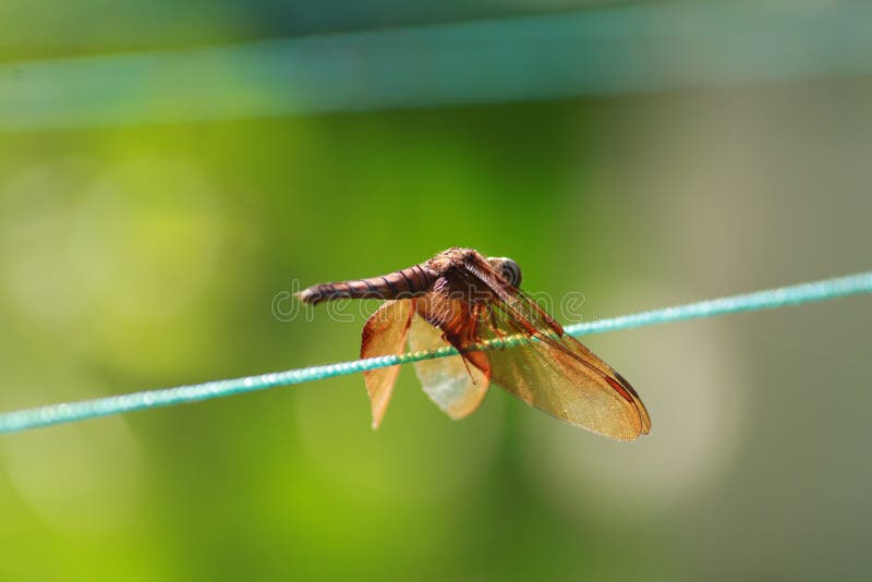A dragon fly in a rope. stock image. Image of leaf, flower - 202230139