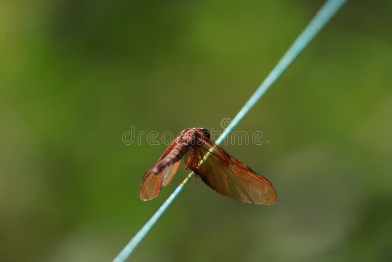 A dragon fly in a rope. stock image. Image of animal - 202230191