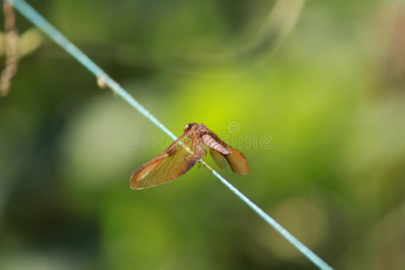 A dragon fly in a rope. stock photo. Image of damselfly - 202239434