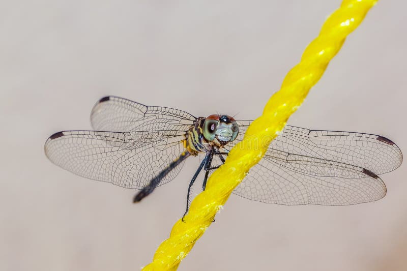 Dragon fly on a rope. stock photo. Image of dragonfly - 54285540