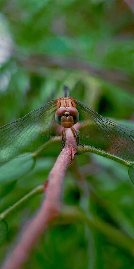 Dragon fly seat on plant stock photo. Image of seat - 263778214