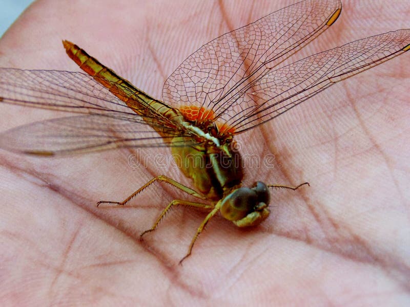 Dragon fly stock photo. Image of blue, insect, beauty - 90902572
