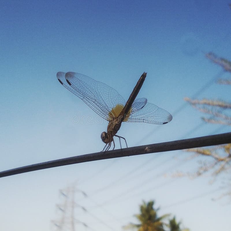 Dragon Fly Sitting on the Rope Macro Shot Stock Image - Image of dragon ...