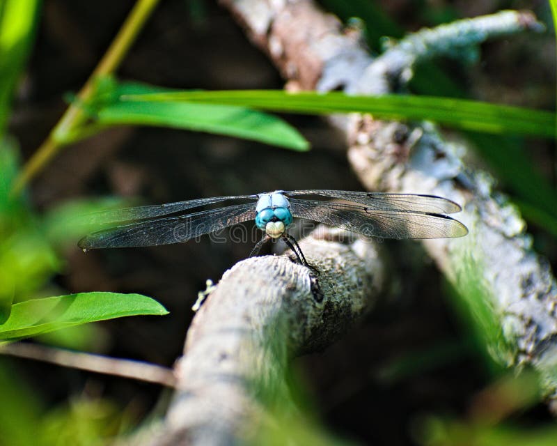 Dragon Fly Sitting on a Stick Stock Image - Image of beauty, wing ...