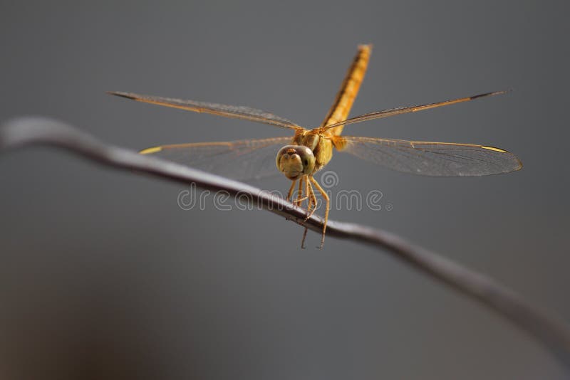 Dragon fly smile stock photo. Image of dragon, smile - 71173662