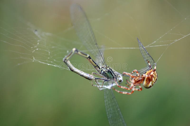 Dragon fly and spider stock image. Image of insect, river - 28081963