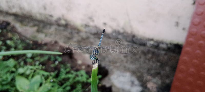 Dragon Fly on Spring Onion Strand. Stock Image - Image of dragonfly ...