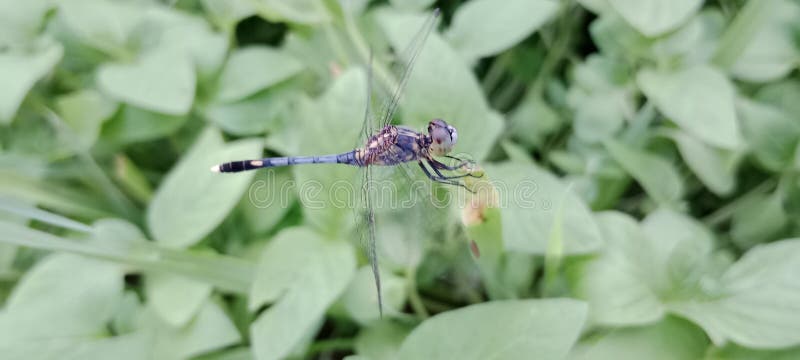 Dragon Flies on Green Strand. Stock Image - Image of leaf, dragonfly ...