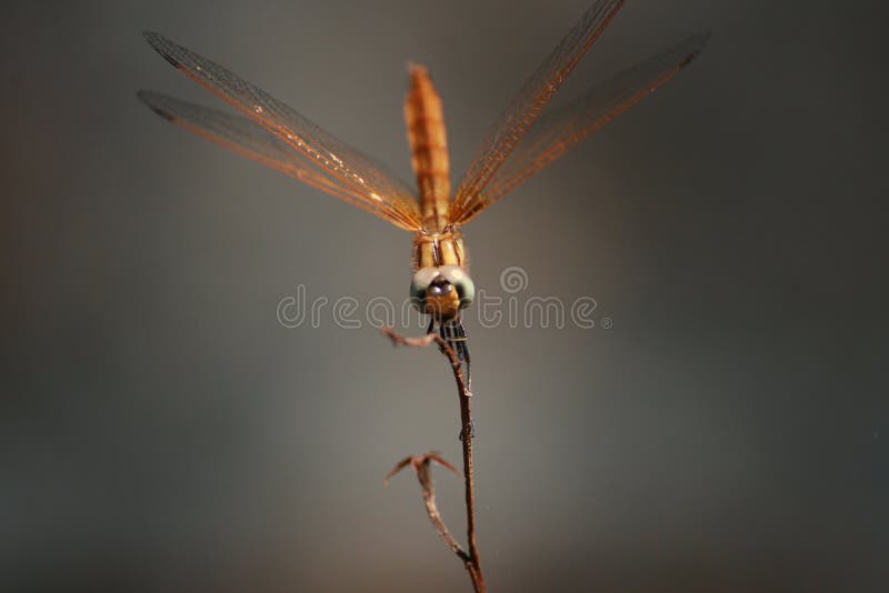A dragon fly in a stick. stock photo. Image of leaf - 202274114