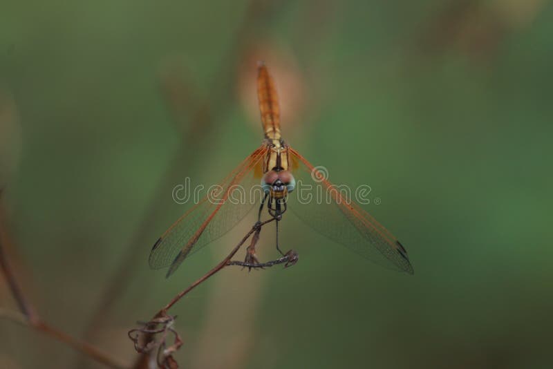 A dragon fly in a stick. stock image. Image of stick - 202274943