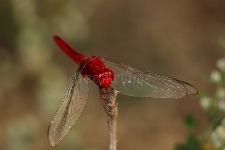 A dragon fly on a stick stock photo. Image of flies - 251920184