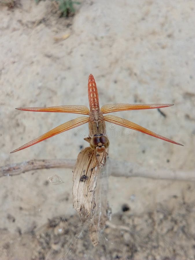 Dragon Fly on the Stick this is so Beautiful Dragon Fly Stock Image ...