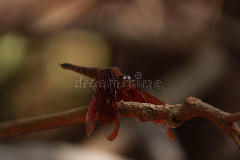 A dragon fly in a stick. stock photo. Image of dragon - 202270792